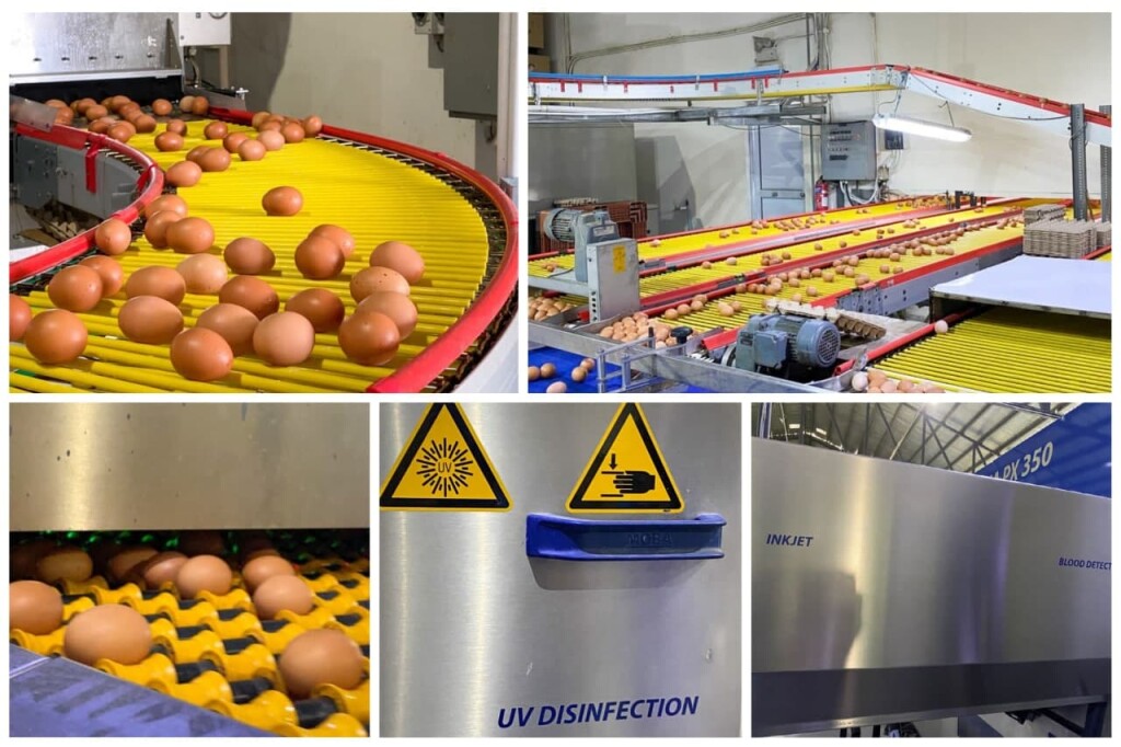 Egg Processing | ieatishootipost
